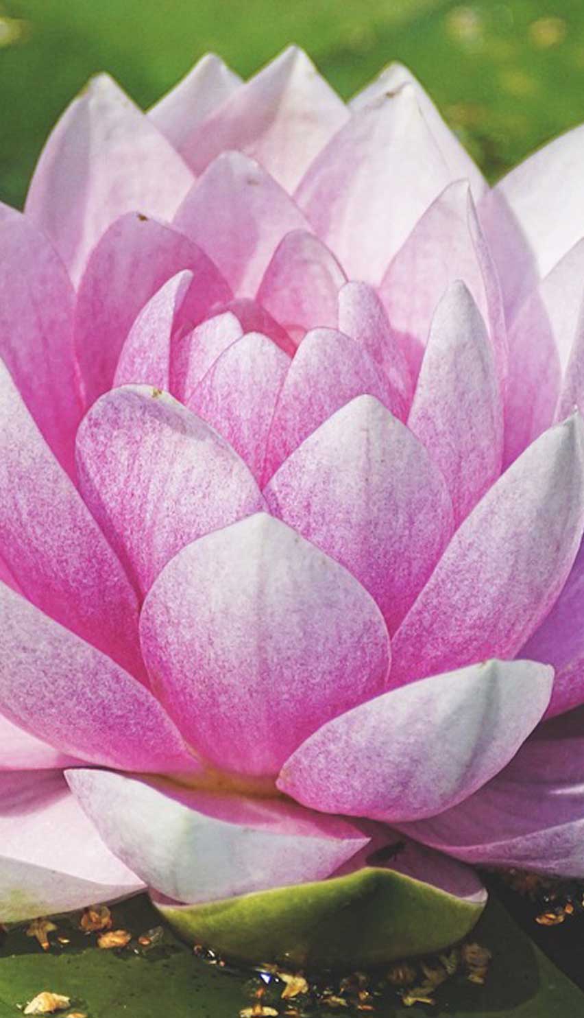 Mir je u srcu - meditacija.org - www.meditacija.org